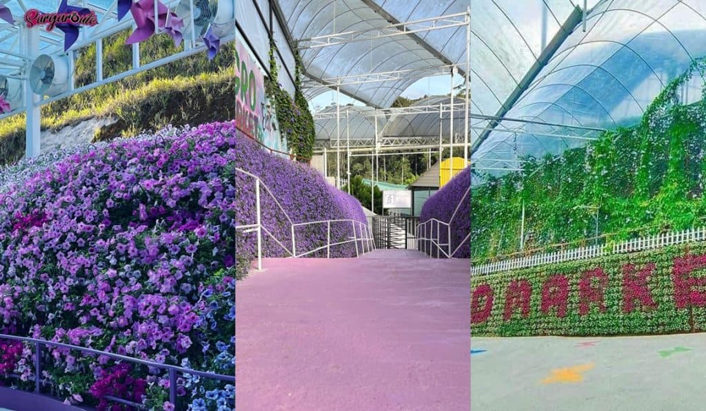 Agro Market Cameron Highlands, Tarikan Terbaru Wajib Dikunjungi. Siap ...