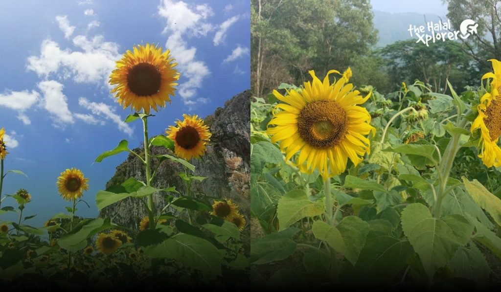 Ladang Bunga Matahari Tarikan Terbaru Wajib Dikunjungi di Perlis