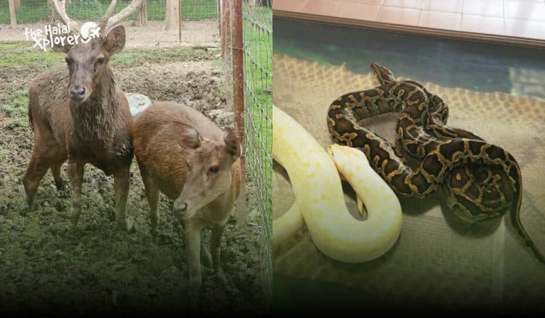 Wajib Pergi! Taman Ular & Reptilia Perlis: Destinasi Unik untuk ...