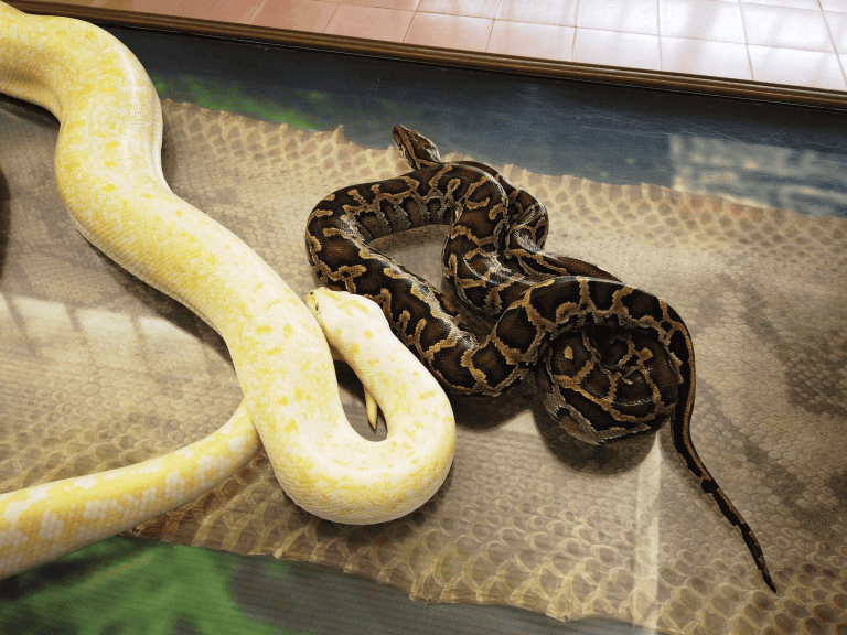 Wajib Pergi! Taman Ular & Reptilia Perlis: Destinasi Unik untuk ...