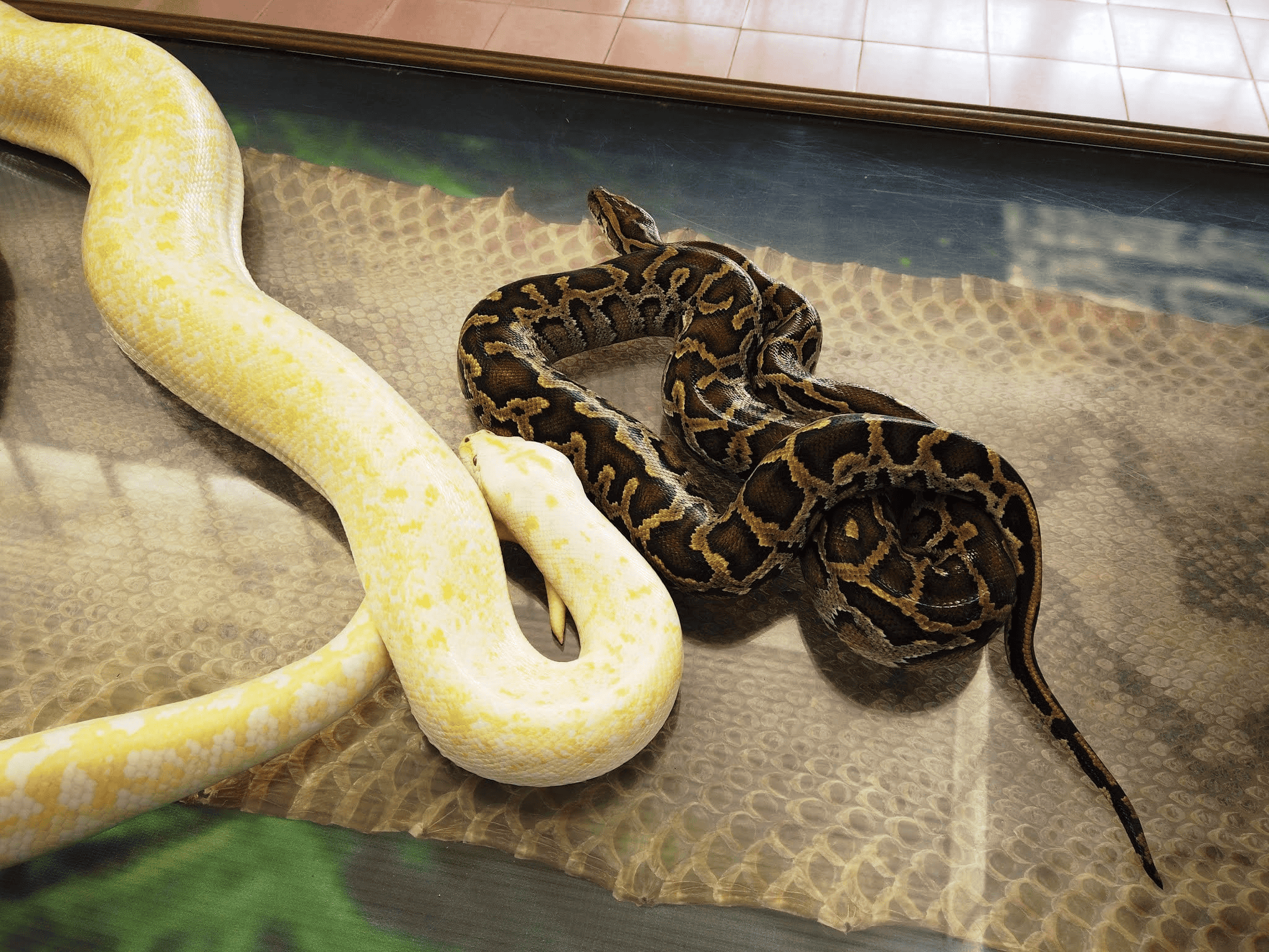 Wajib Pergi! Taman Ular & Reptilia Perlis: Destinasi Unik untuk ...