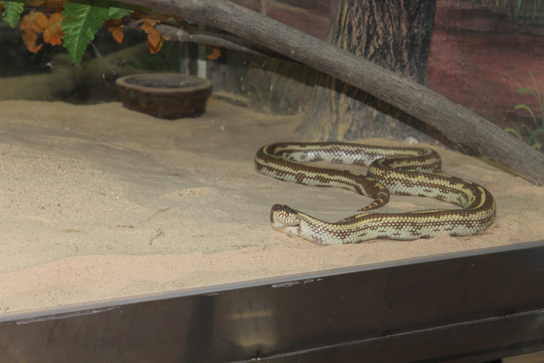 Taman Ular dan Reptilia: Destinasi Menarik di Sungai Batu Pahat, Perlis