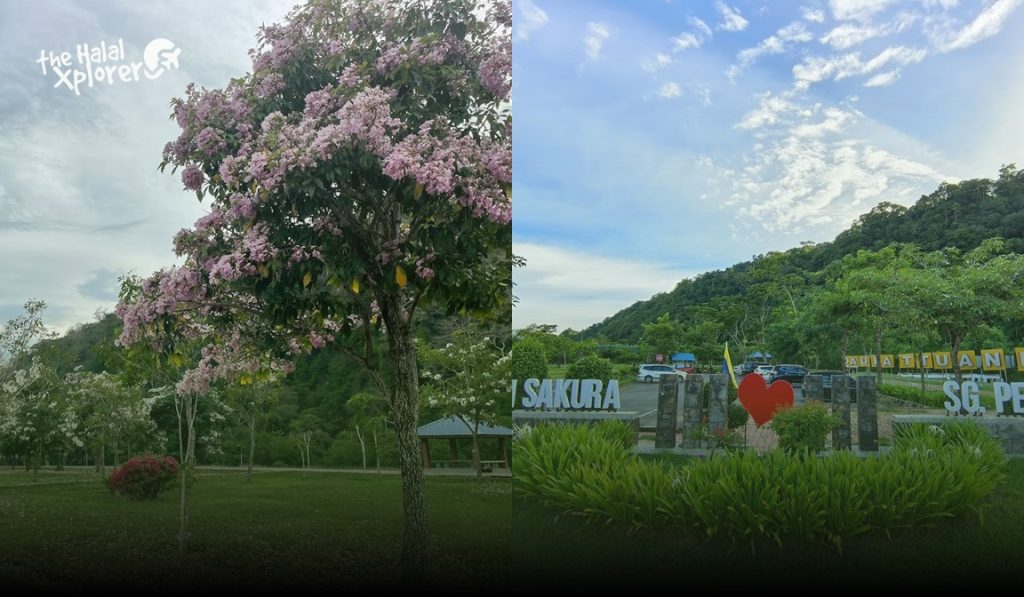 Taman Sakura: Keindahan "Sakura Malaysia" di Tebing Tinggi, Kangar