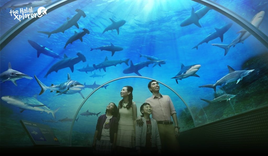 Panduan Lengkap ke Underwater World Langkawi: Harga Tiket, Waktu ...